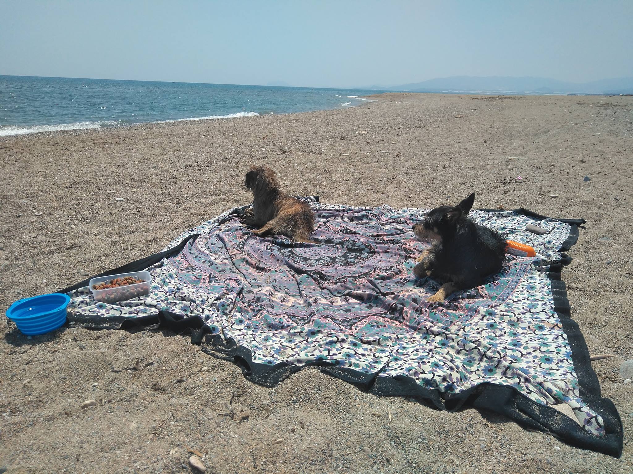 Playas para perros: las mejores de cada Comunidad autónoma