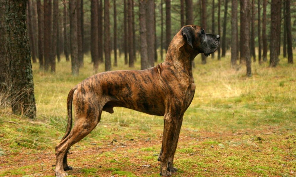 Perro Galgo Español: características, comportamiento y todo lo que ...