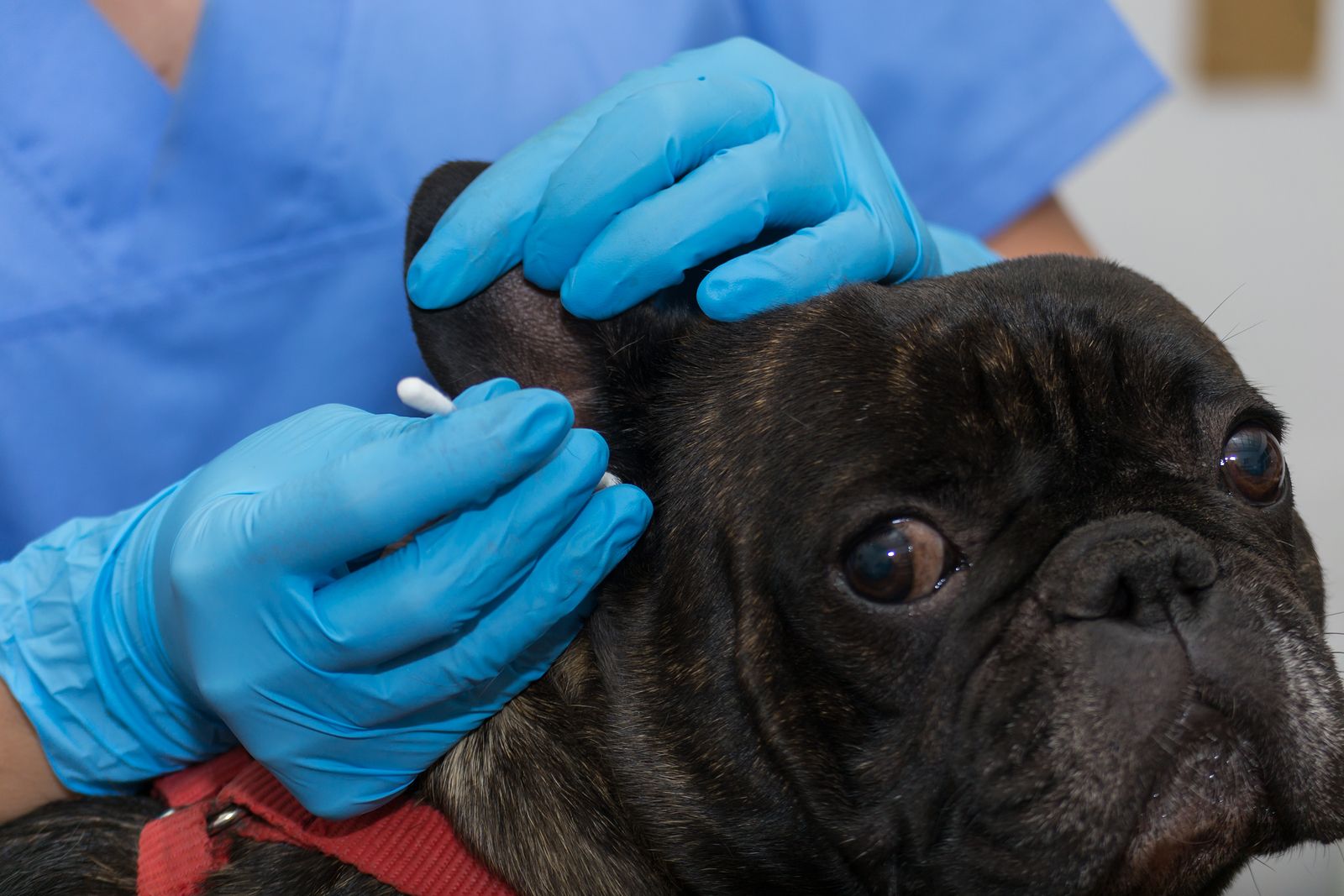 Los efectos de la otitis en un perro ¿Cómo tratar esta enfermedad?