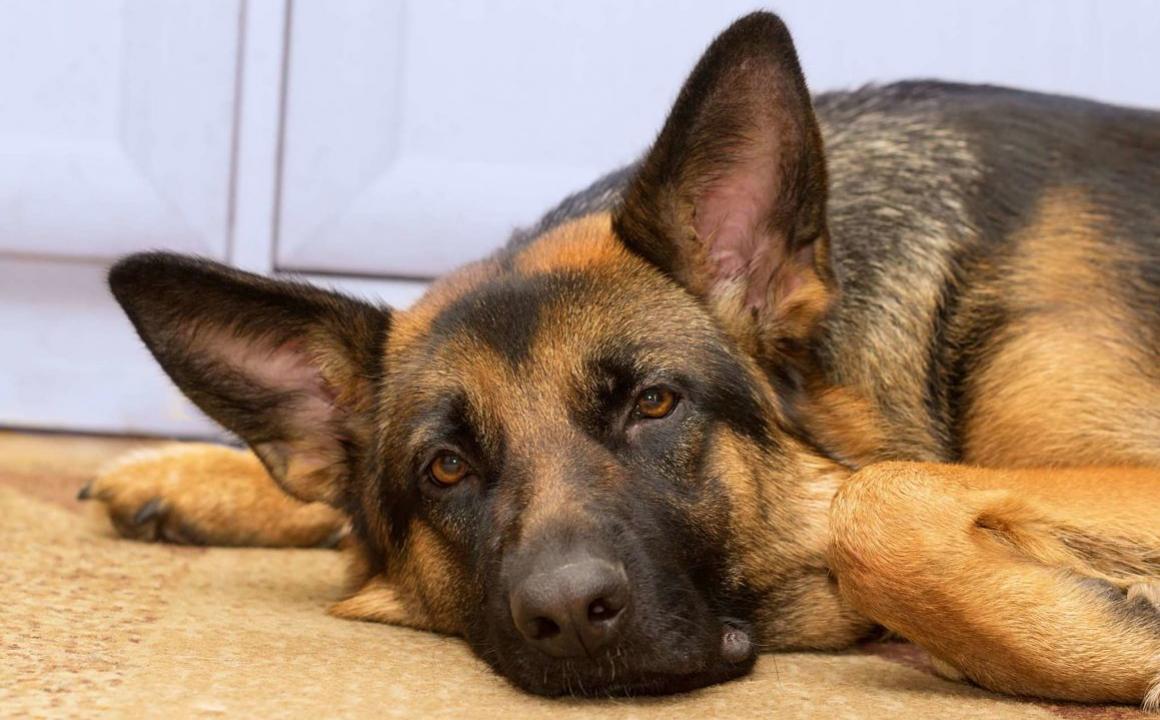 Los efectos de la otitis en un perro ¿Cómo tratar esta enfermedad?
