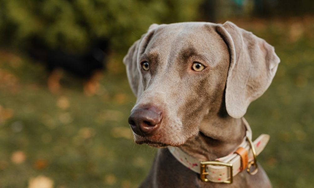 Perro Bóxer: características, comportamiento y todo lo que debes saber