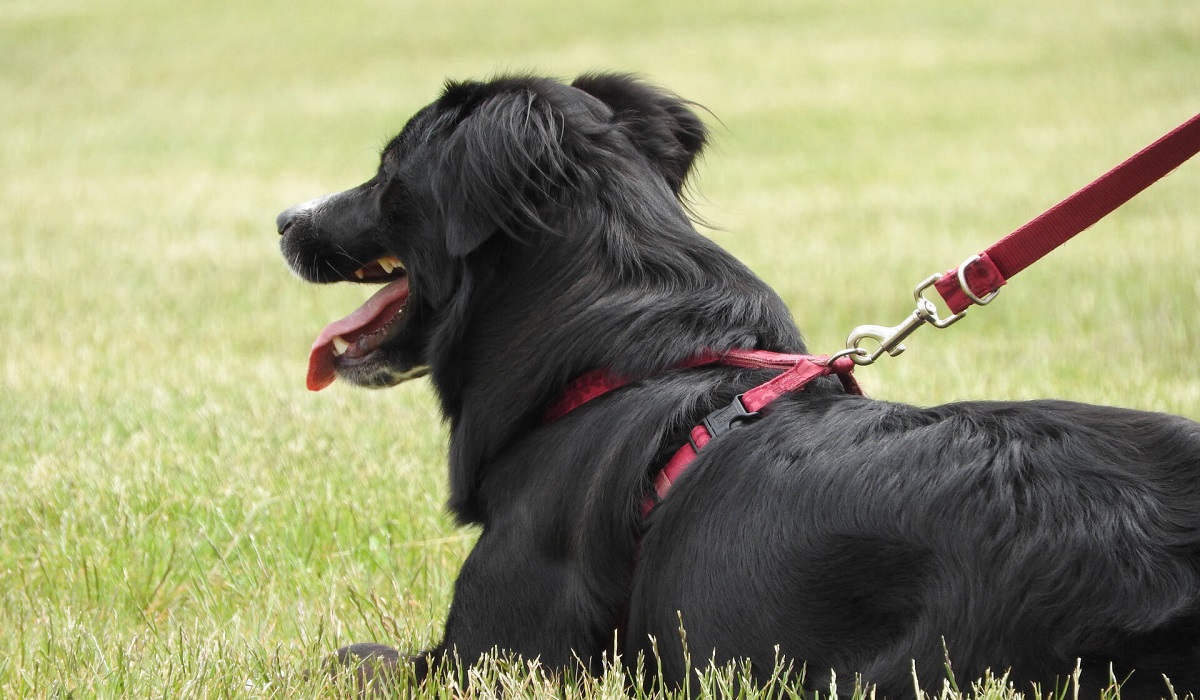 ¿Cómo se entrenan los perros guía para ayudar a los ciegos?