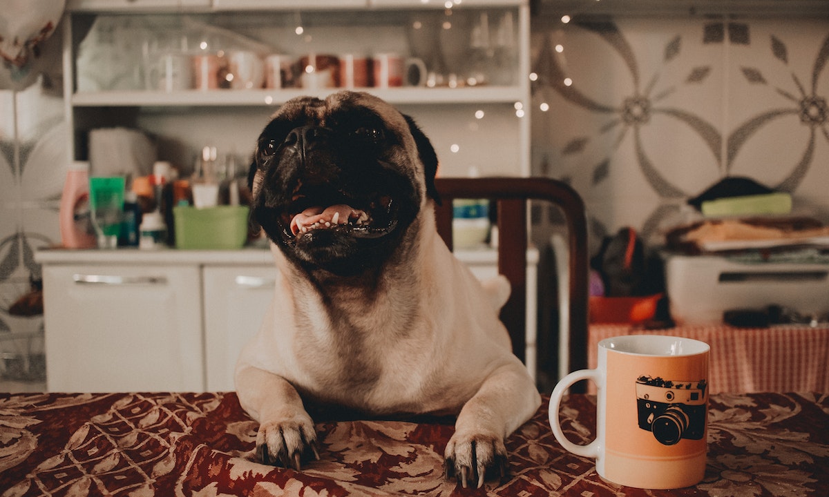 Perro Bulldog: todo lo que debes saber para su cuidado