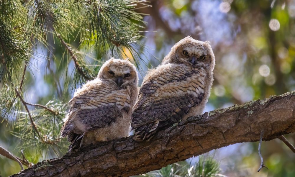 Todo lo que no sabes sobre el ñu, un animal africano por conocer