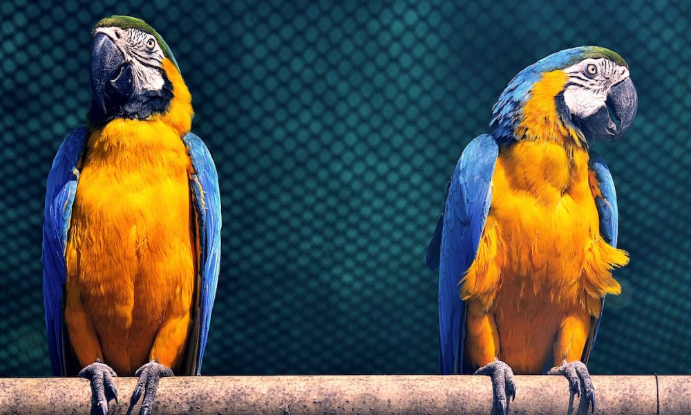 13 animales que dominan el arte de mimetismo animal de forma brutal