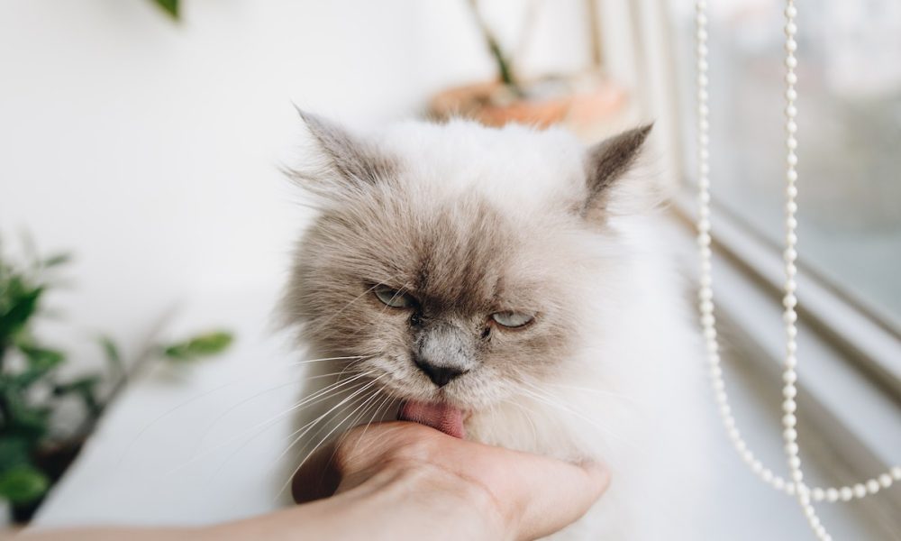 Mapache rojo: todo lo que debes saber sobre este animal