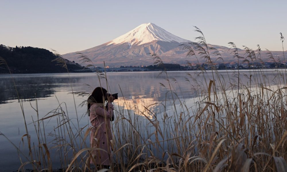 Mapache rojo: todo lo que debes saber sobre este animal