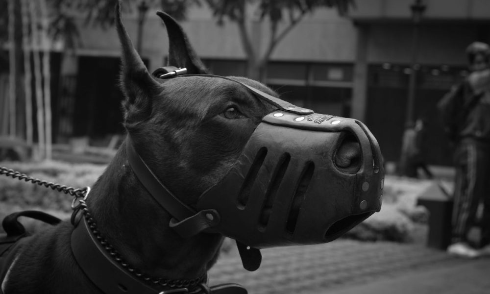 Mushing ¿Qué es, cómo se practica y con qué perros se puede hacer?