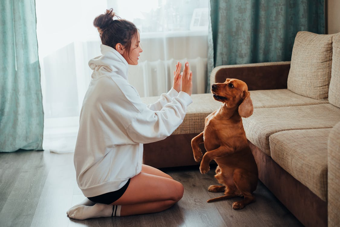 Cómo enseñar trucos a tu perro de forma efectiva