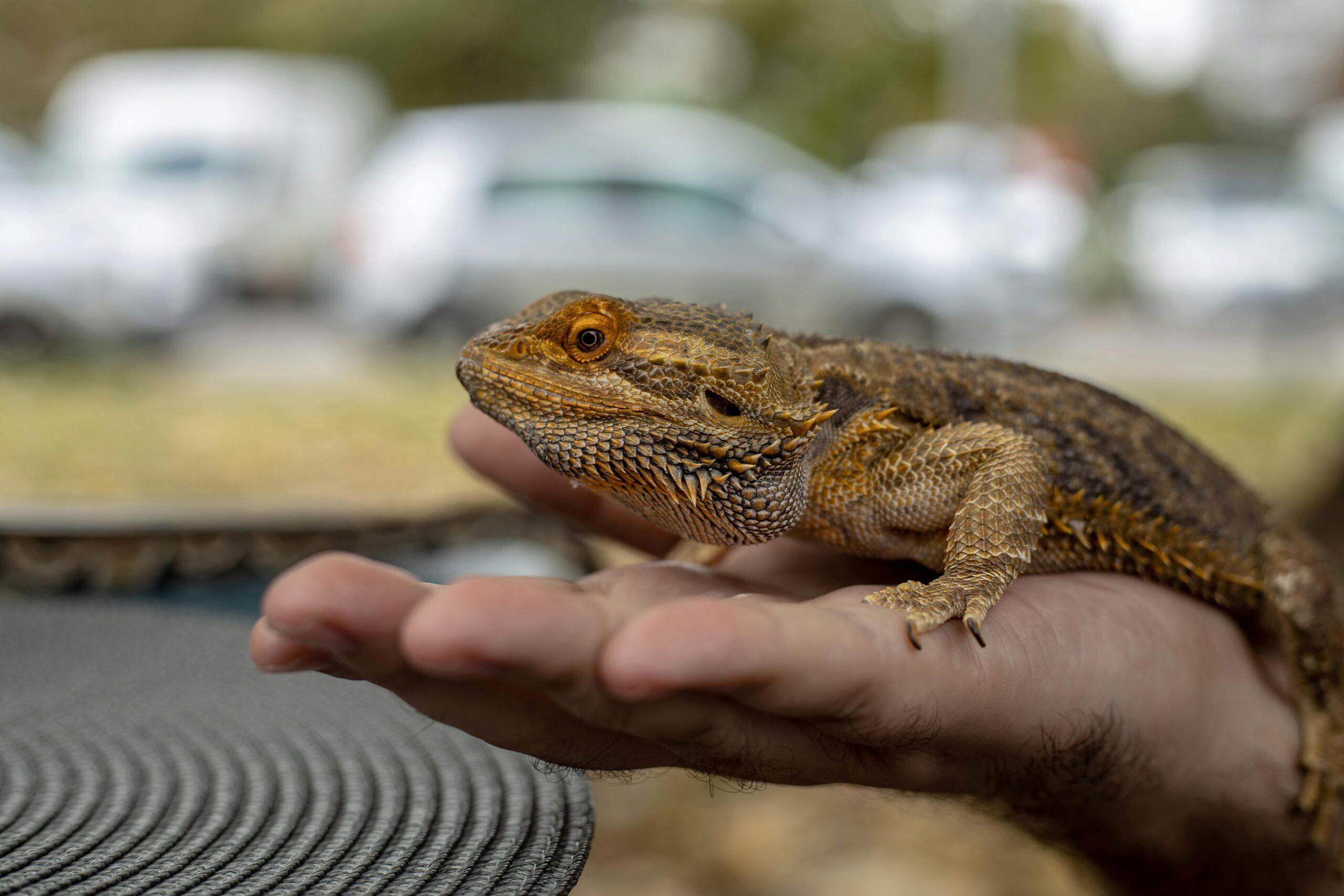 Tout ce que vous devez savoir avant d'amener un reptile à la maison