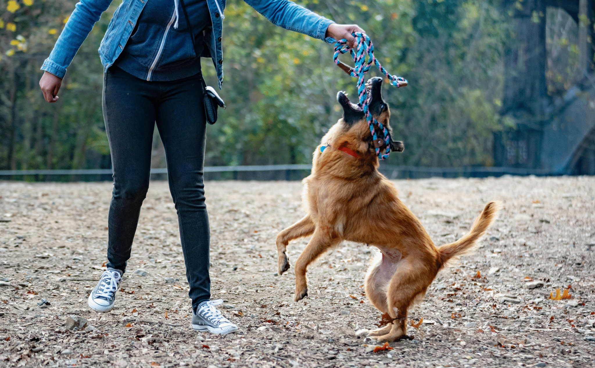 Activité physique pour chiens : 5 signes indiquant qu'ils ont besoin de ...