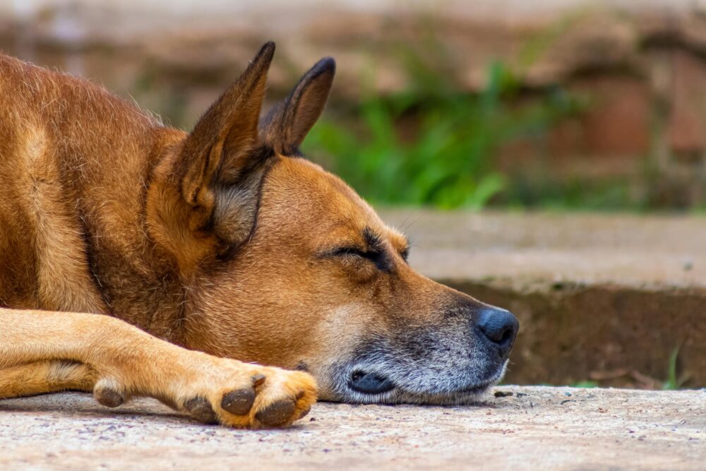 Mascotas exóticas: ¿son una buena opción para casa?