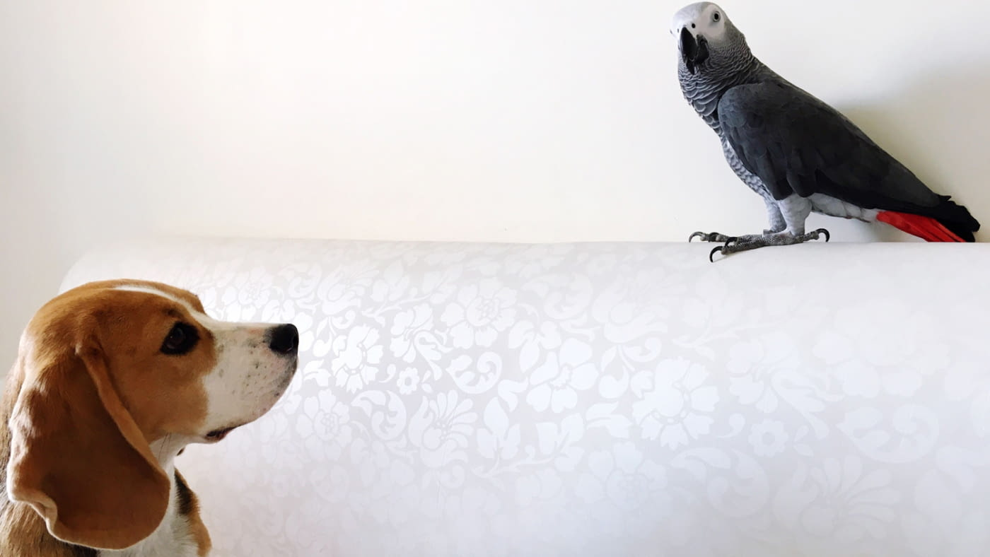 ¿Pueden convivir perros y aves en casa?